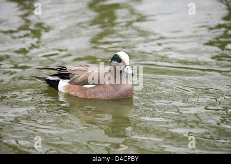 American WIGEON Anas americana, or Baldpate. Duck or Female Stock Photo ...
