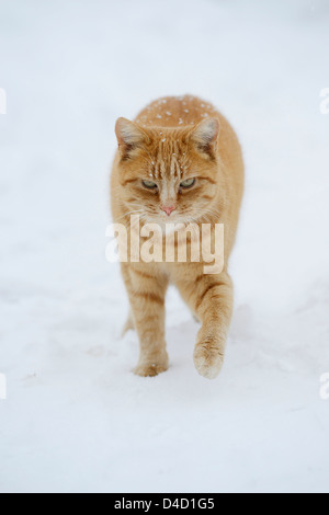 domestic cat in the snow Stock Photo - Alamy