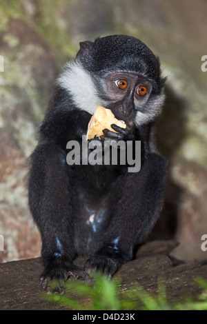 L'Hoest's Monkey (Cercopithecus lhoesti) young, sitting on branch Stock ...