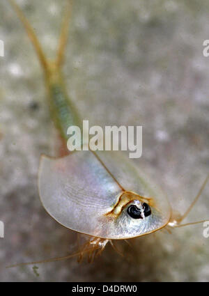 A triops, a prehistoric dinosaur shrimp, pictured in a breeding basin ...