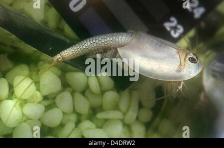 A triops, a prehistoric dinosaur shrimp, pictured in a breeding basin ...