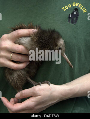 Little kiwi 'Claudius' pictured in its enclosure at the zoo of Berlin ...
