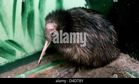 Little kiwi 'Claudius' pictured in its enclosure at the zoo of Berlin ...
