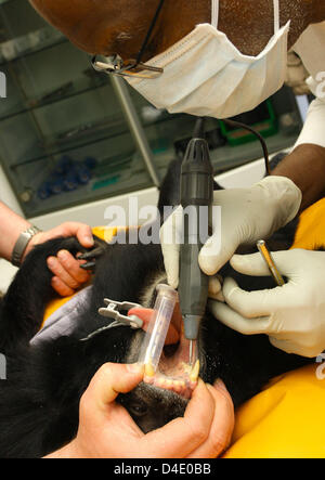 Siamang monkey Erwin (C) has his mouth wide open for his tooth surgery ...