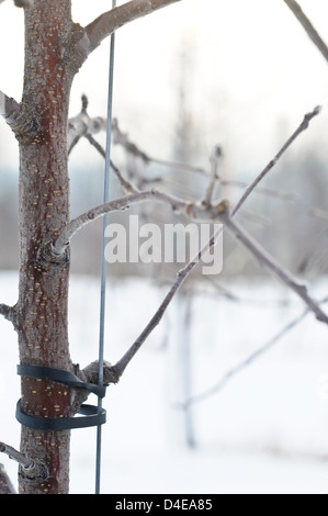 Tall spindle apple tree with wire guide orchard in the winter ready for ...