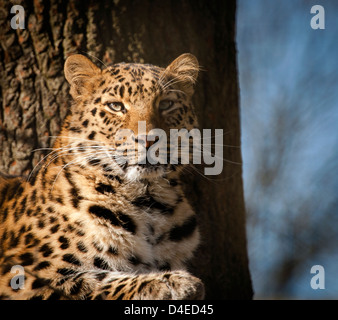 Female Amur leopard in tree Stock Photo - Alamy