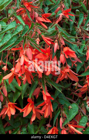 Begonia Million Kisses 'Romance' Stock Photo - Alamy