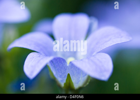 close up of purple bellflower on green grass background Stock Photo - Alamy