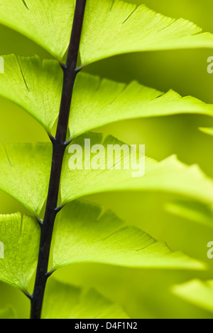 Close-up detail of delicate fern; Hawai'i Tropical Botanical Garden ...