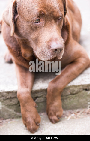 a brown Labrador lying, looking up, white background Stock Photo - Alamy