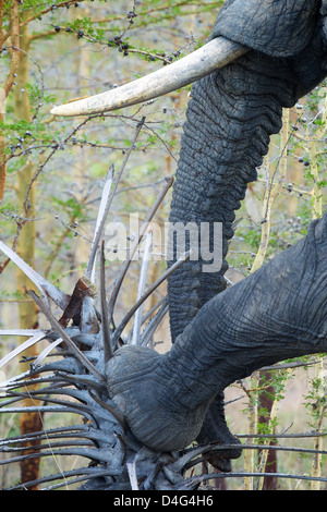 African Elephant bull pushing a tree, black and white Stock Photo - Alamy