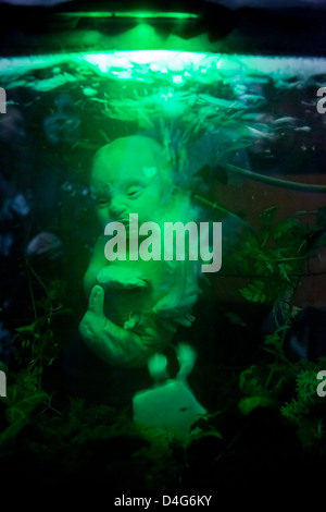 Preserved Unborn Baby in Jar at the Peter the Great Museum of ...