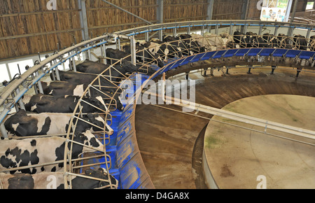 milking cows at dairy farm rotary parlour system Stock Photo - Alamy
