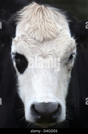 close up face of a Friesian cow, uk dairy cow Stock Photo - Alamy