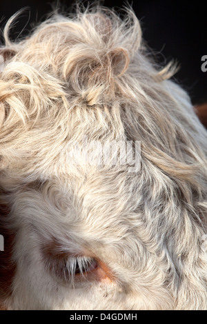 Bull head close up with curly hair on wide forehead, animal portrait ...