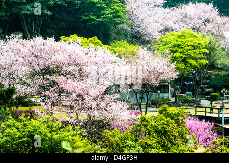 Nice sakura place for adv or others purpose use Stock Photo - Alamy