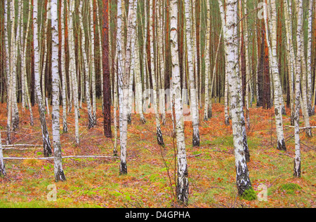 Birch forest / Birkenwald Stock Photo - Alamy