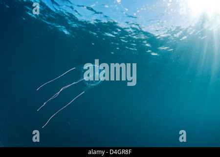 Box jellyfish belong to the invertebrate Phylum Cnidaria, Hawaii Stock ...