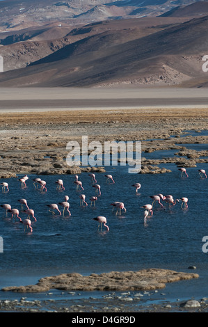 The Andean Flamingos (Phoenicopterus andinus) in their habitat early ...