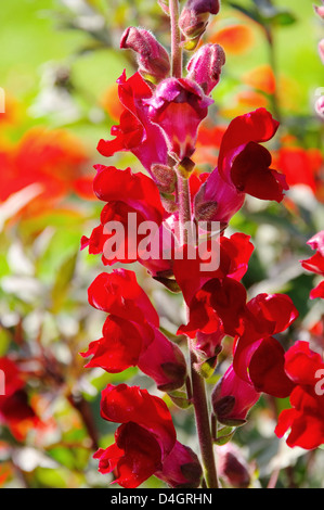Snapdragon red, snapdragon red 01 Stock Photo - Alamy