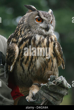 An Eurasian Eagle-owl is pictured at the animal park in Sababurg ...