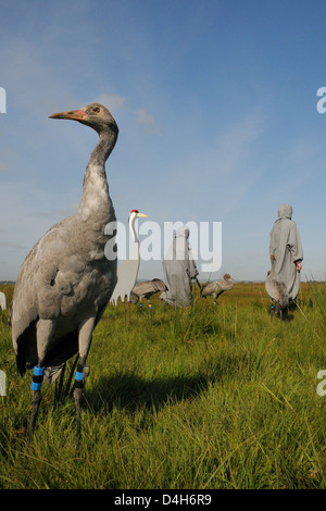 Common crane (Grus grus) with young birds, striding on a mown meadow ...