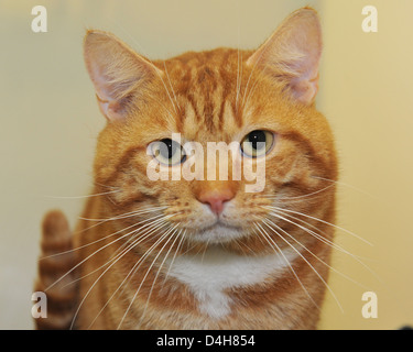 A female ginger cat standing on the grass Stock Photo - Alamy