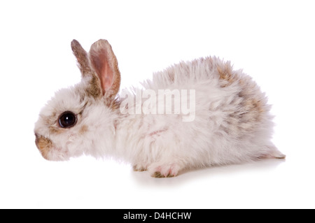 single 4 week old baby rabbit studio cutout Stock Photo - Alamy