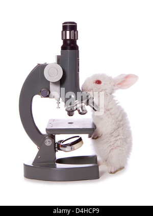 animal testing for medical research rabbits bred for experiments 1991 ...