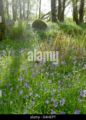 Scottish Bluebell Flowers Stock Photo - Alamy