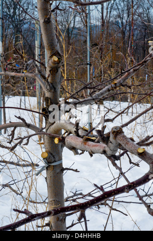 Pruning cut of tall spindle apple trees Stock Photo - Alamy
