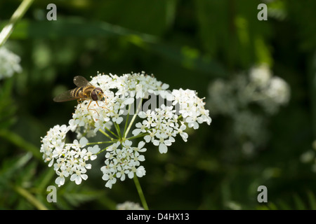 Hoverfly drawing honey from the flower of a Cow Parsley Stock Photo - Alamy