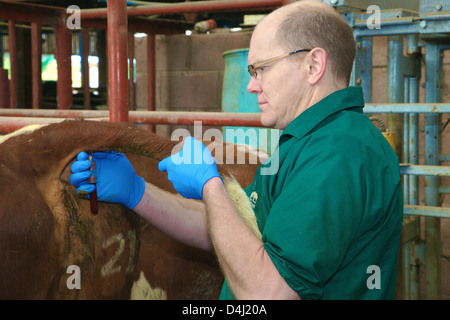 Vet Taking a Blood Sample from an American Cobb Chicken to Test for ...