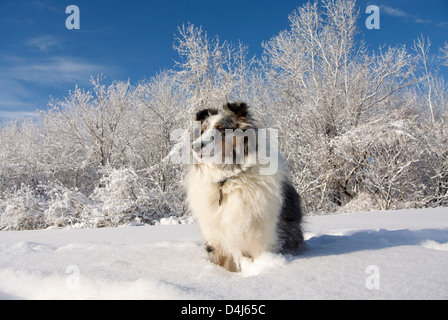 Shetland Sheepdog in deep snow Stock Photo - Alamy