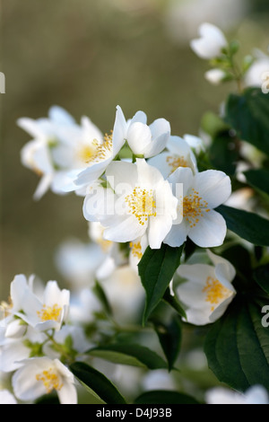 Vertical close-up of white Philadelphus buds and a partially open ...