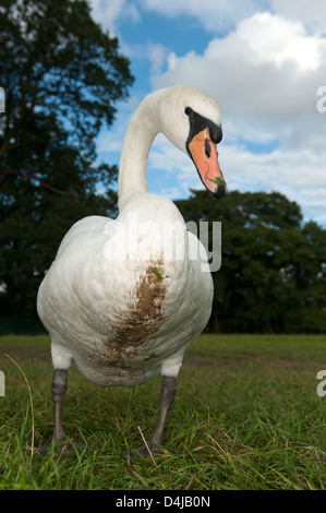 White adult swan bird grazing green grass on Mosel river with view on ...