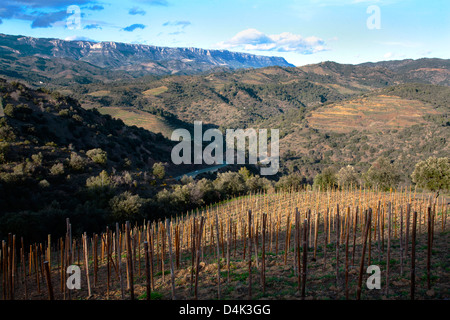 Vineyards of Priorat , Tarragona, Spain Stock Photo - Alamy