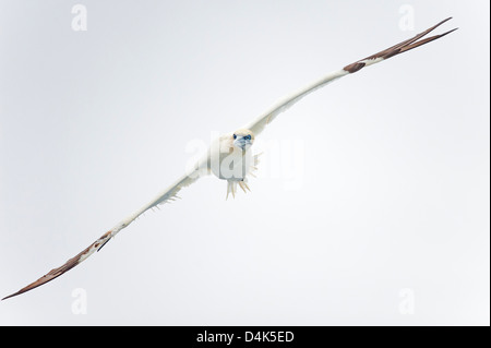 Low angle view of bird flying against building Stock Photo - Alamy
