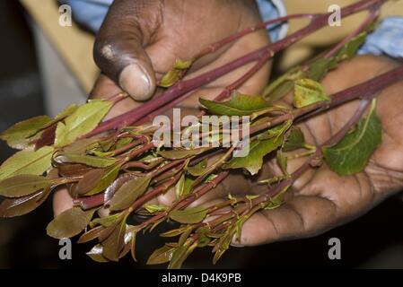 Khat for sale in a market in Ethiopia Stock Photo - Alamy