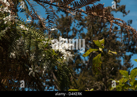 New Zealand clematis Clematis paniculata New Zealand Stock Photo - Alamy