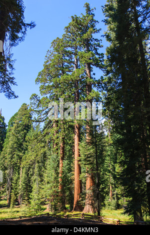 Breathtaking view of Sequoia National Park at sunset, showcasing the ...