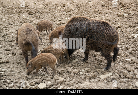 high angle shot of a wild boar in earthy ambiance Stock Photo - Alamy