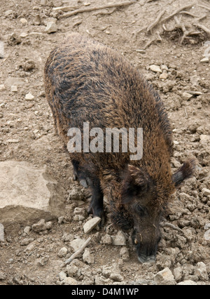 High angle shot of a pig walking around in the garbage Stock Photo - Alamy