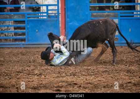 A cowboy wrestling a cow on a rodeo at the The Philomath Frolic & Rodeo ...