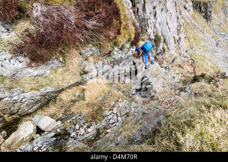 A hiker ascending a ridge on Jack's Rake on Pavey Ark in the Lake ...