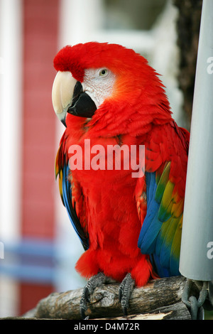 parrot bird sitting on the perch Stock Photo - Alamy