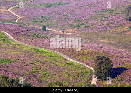 Footpaths and Heather on rolling heathland hills above Sherbrook Valley ...