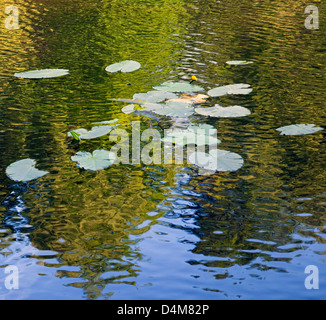 Horsepasture Pool Beaudesert Old Park Cannock Chase AONB (area of ...