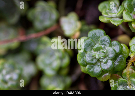 Plant with spongy and green leaves Stock Photo - Alamy