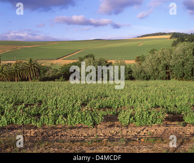 Vineyards on the outskirts of Stellenbosch, Western Cape Province ...